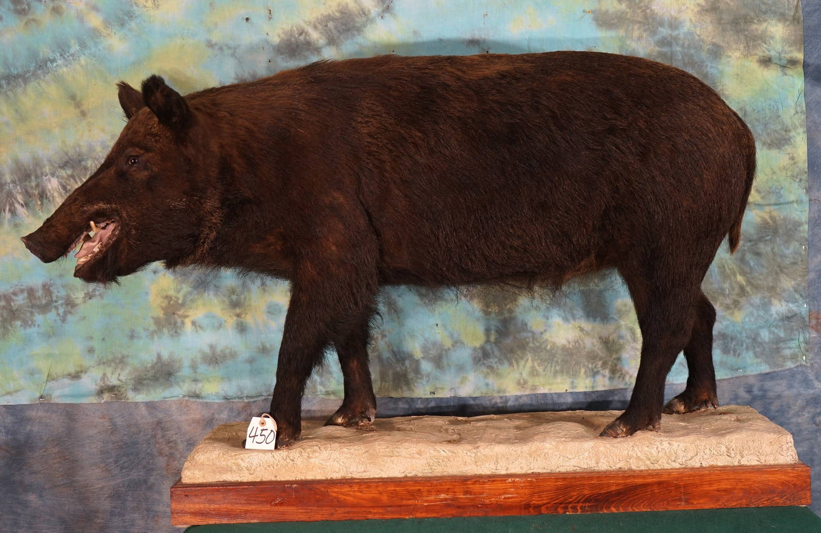 Big!! Full Body Razorback Wild Boar Taxidermy Trophy Mount Auction