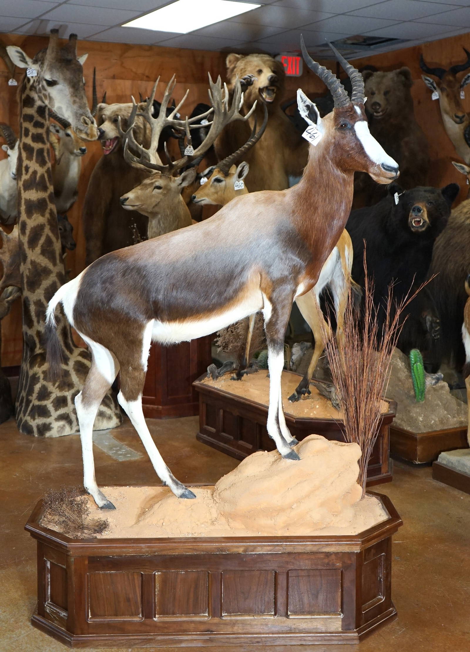 Beautiful Bontebuck African Antelope Full Body Taxidermy Mount **texas ...