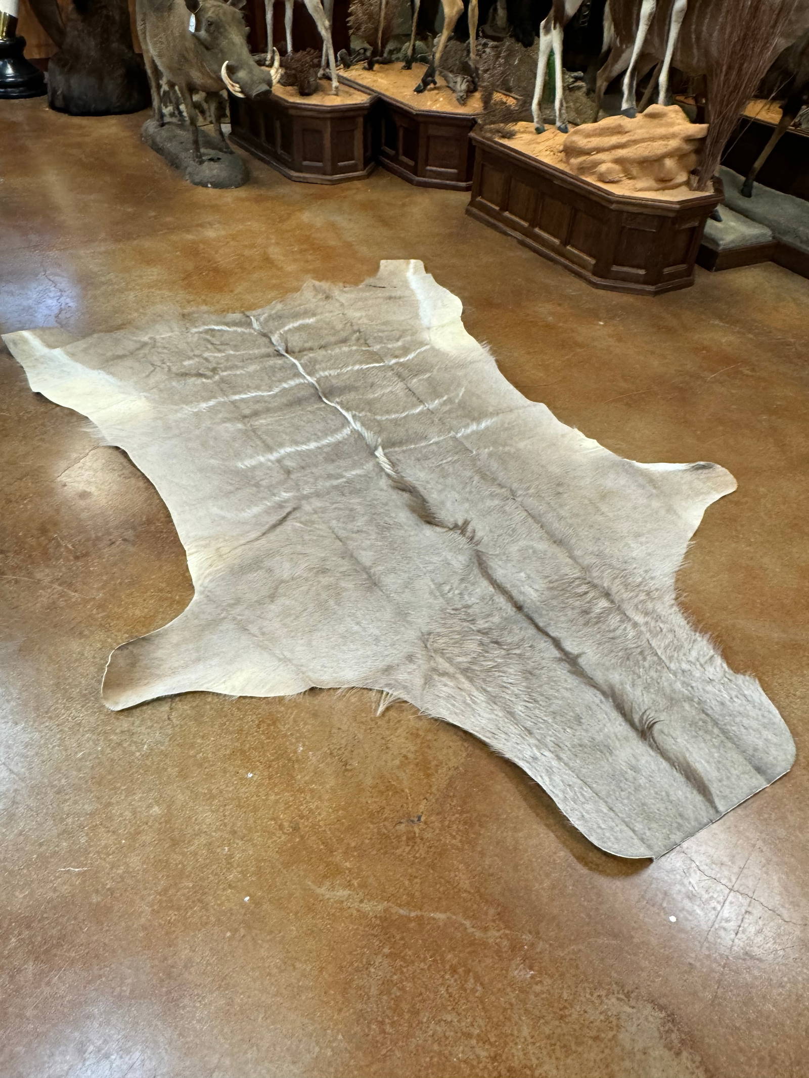 African Greater Kudu Full Tanned Skin Taxidermy Auction