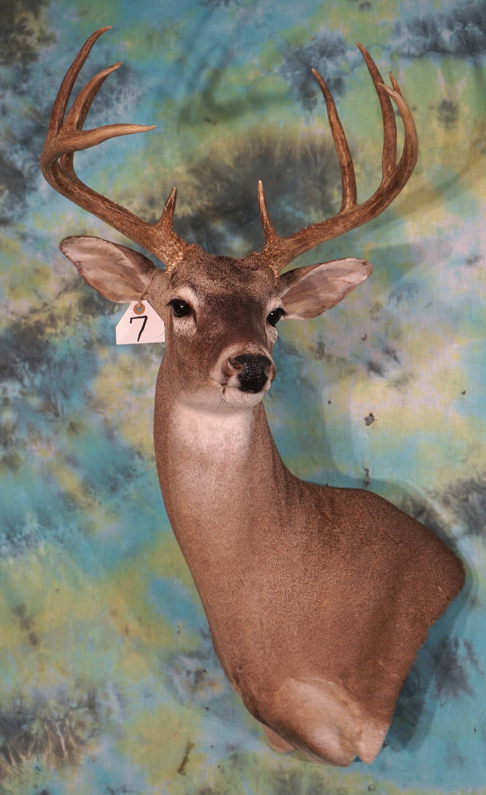 Very Nice Texas Hill Country 10pt. Whitetail Deer Shoulder Mount ...