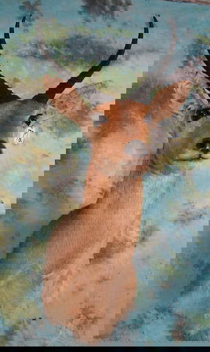 African Common Reedbuck Antelope Shoulder Taxidermy Mount