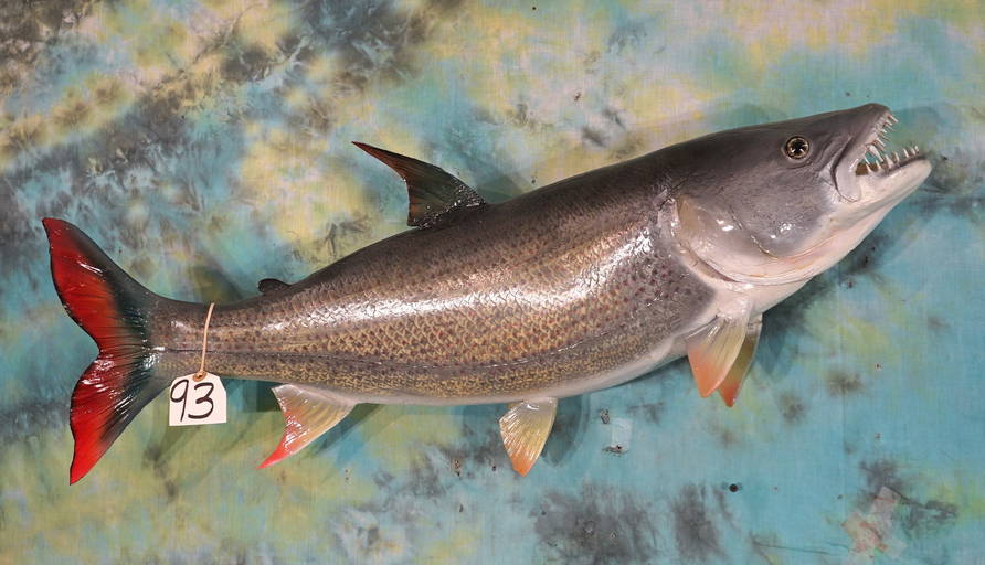 34 1/2" Fiberglass Resin Reproduction African Tigerfish Taxidermy Fish ...