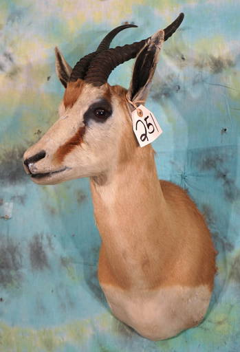 African Common Springbuck Gazelle Shoulder Taxidermy Mount