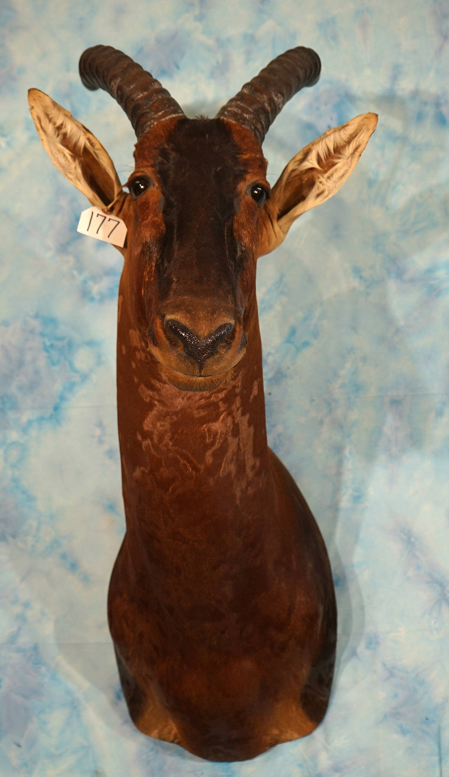 East African Topi Antelope Shoulder Taxidermy Mount Auction