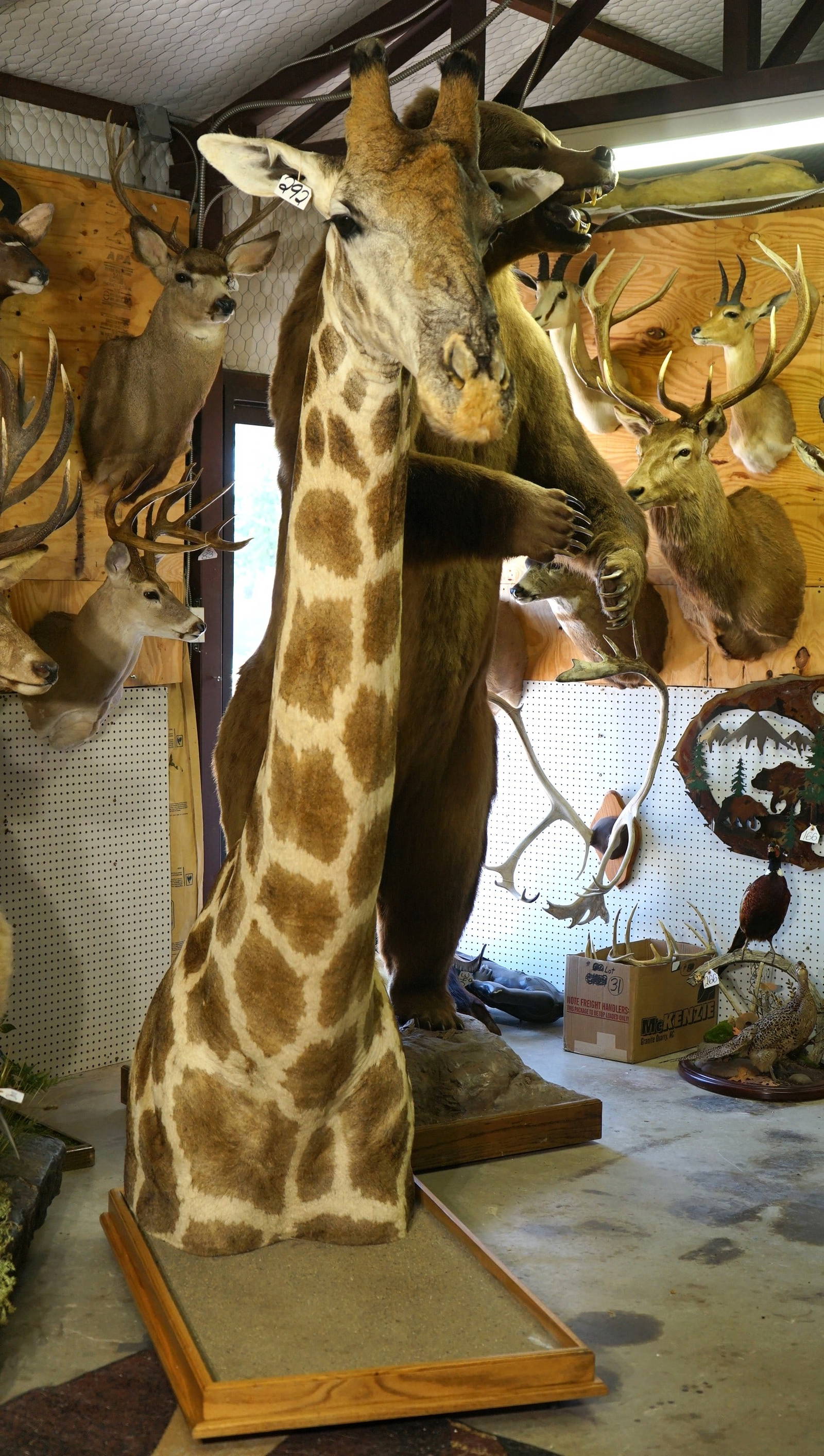 Beautiful Giraffe Shoulder Floor Pedestal Taxidermy Mount Auction