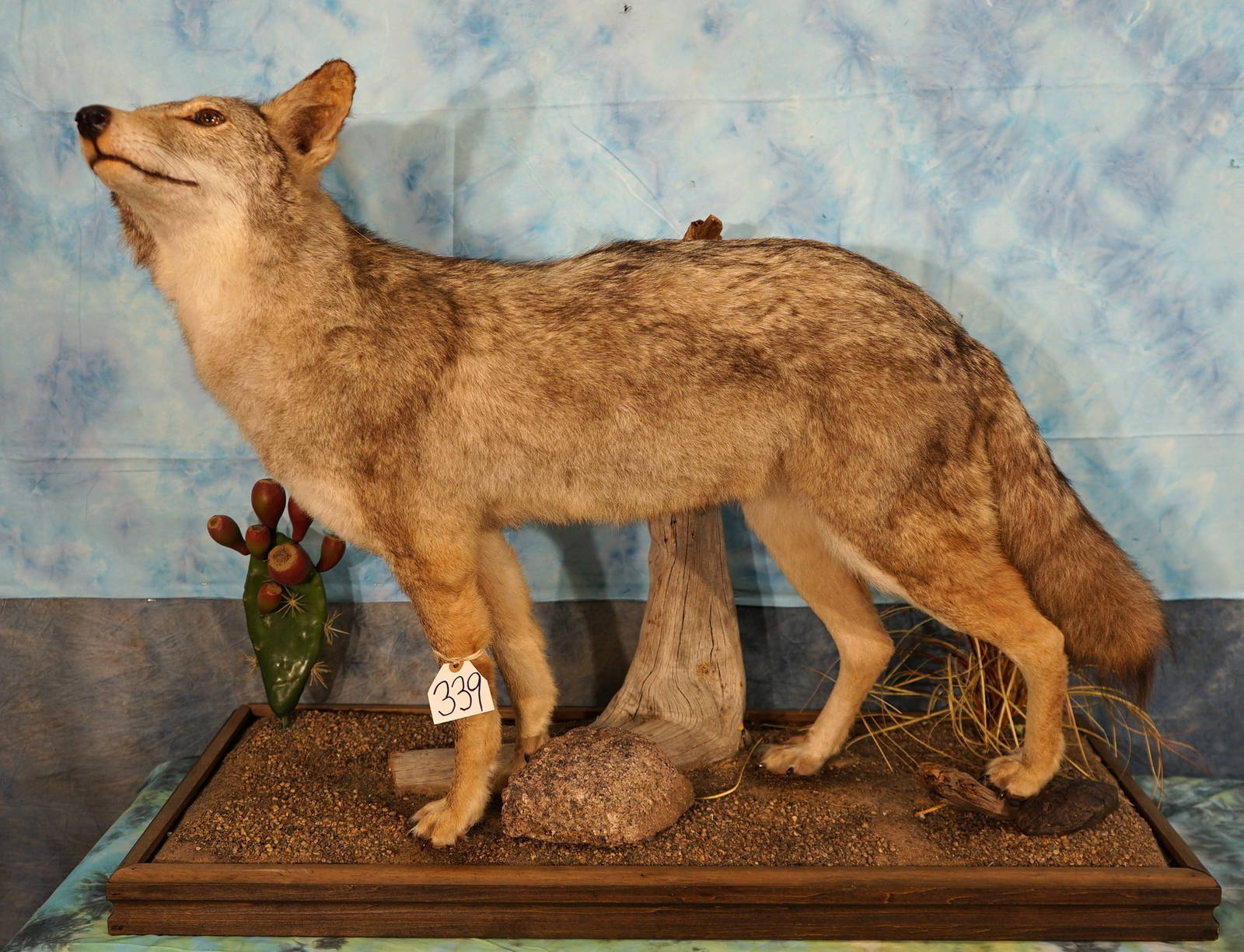 Full Body Coyote Taxidermy Mount In Habitat Auction