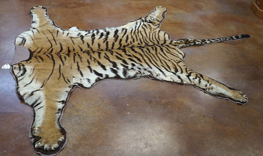 Cool! Tiger Skin Rug Taxidermy Mount **texas Residents Only!**