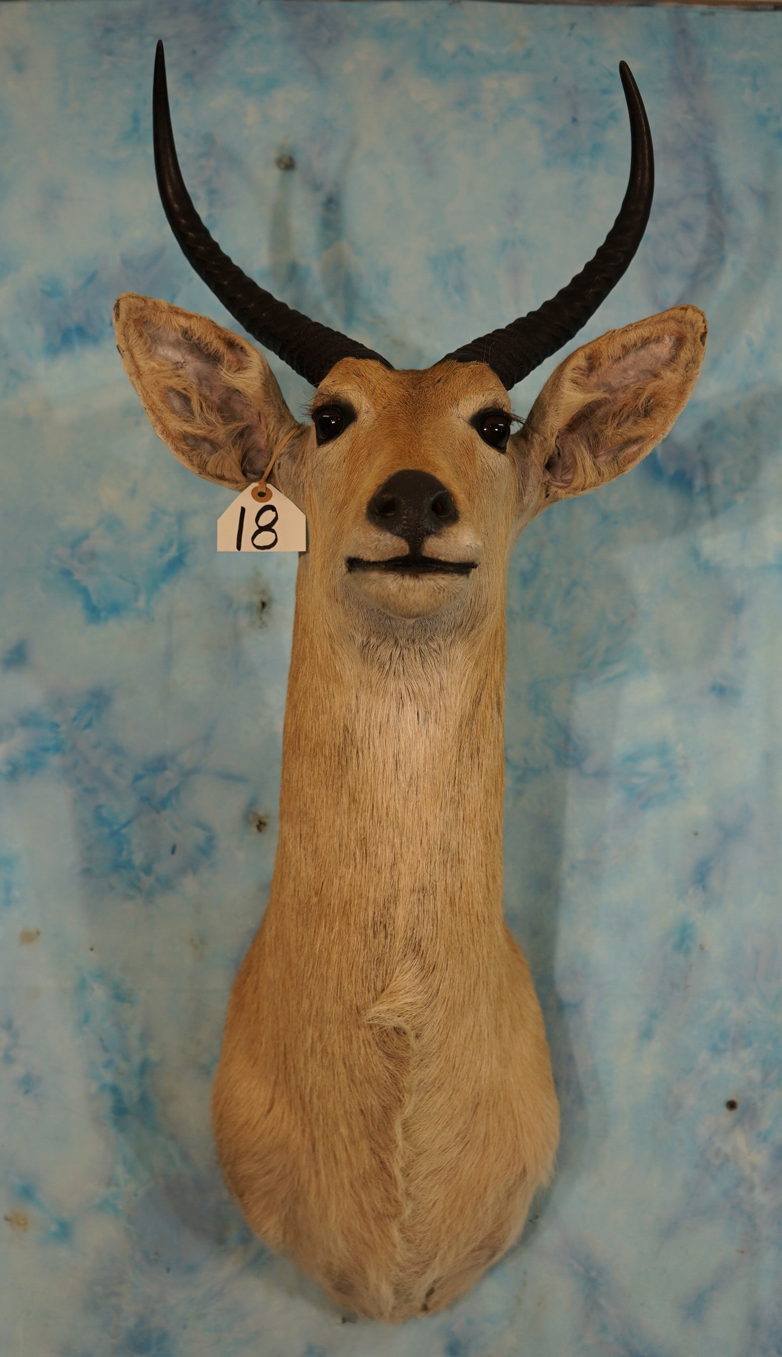 African Common Reedbuck Antelope Shoulder Taxidermy Mount Auction