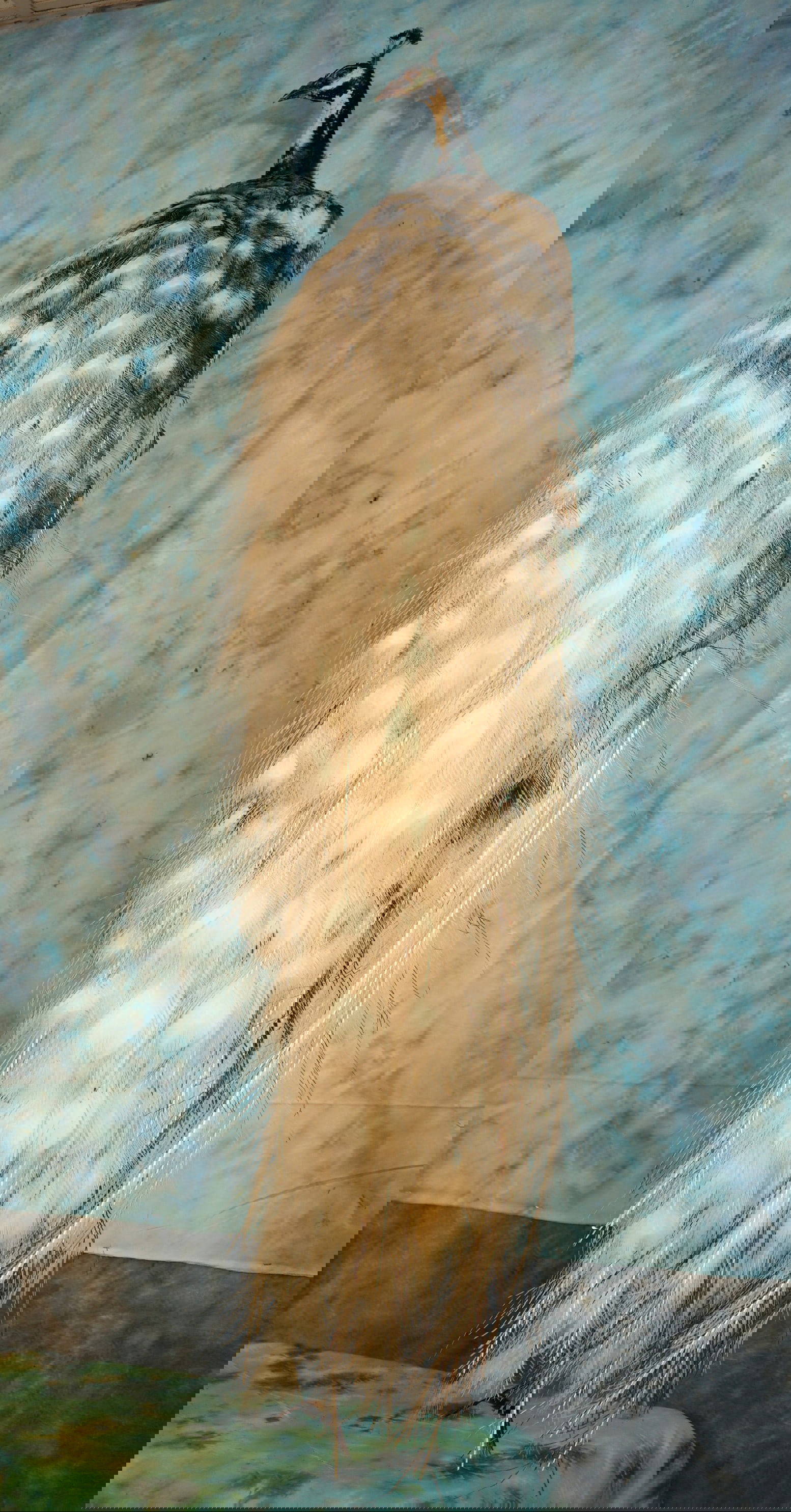 New! Piebald Peacock Quality Taxidermy Bird Mount Auction