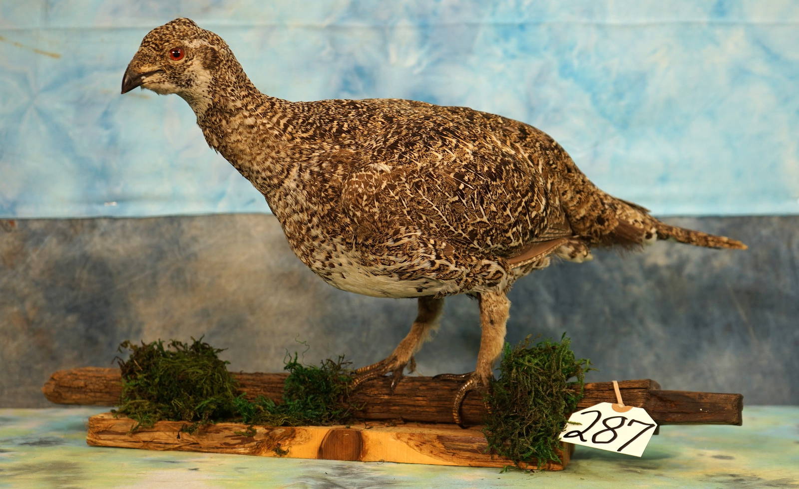 Beautiful Sharptailed Grouse Upland Gamebird Taxidermy Bird Mount Auction