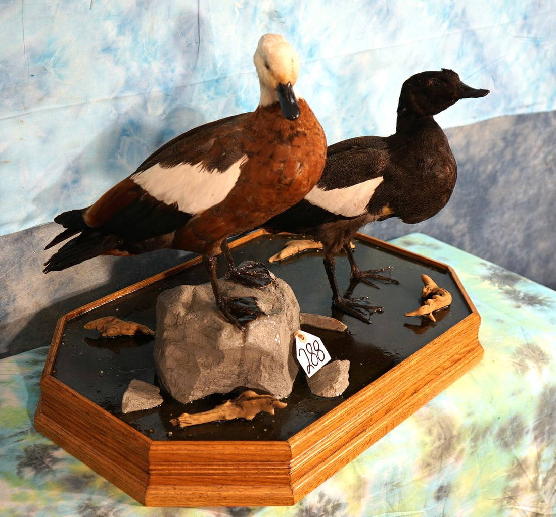 Gorgeous Pair Of South Pacific Paradise Ducks On Natural Habitat Base ...