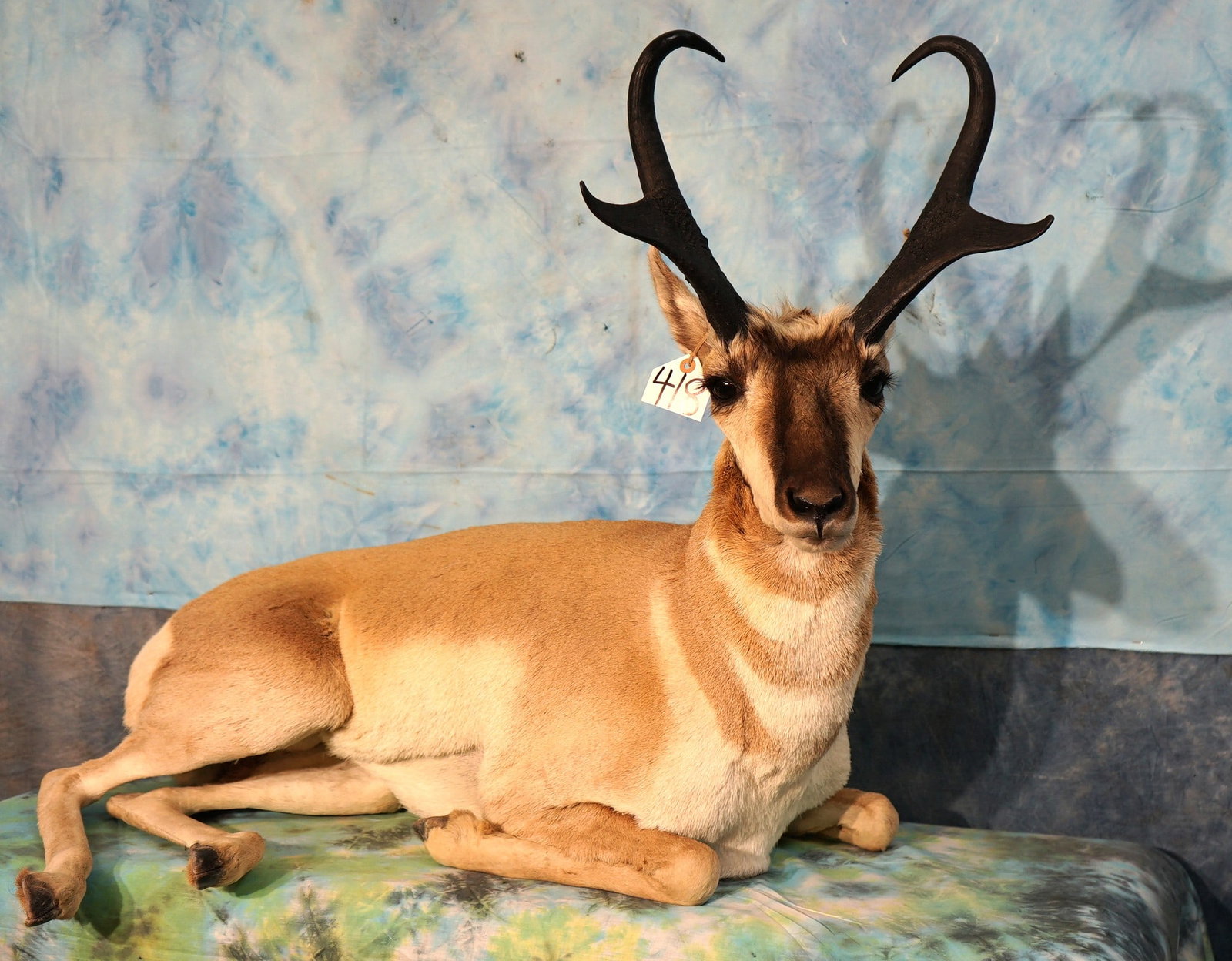 Like New! Large 79 5/8" Pronghorn Antelope Full Body Taxidermy Mount ...