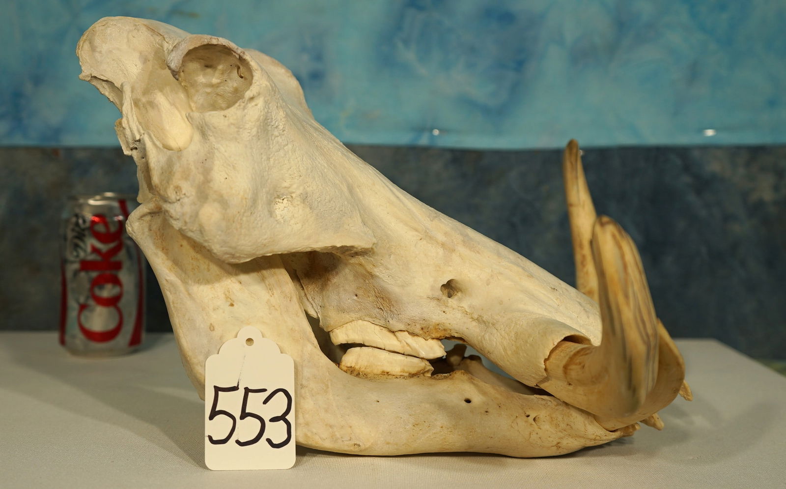 Warthog Boar Complete Skull Taxidermy Auction