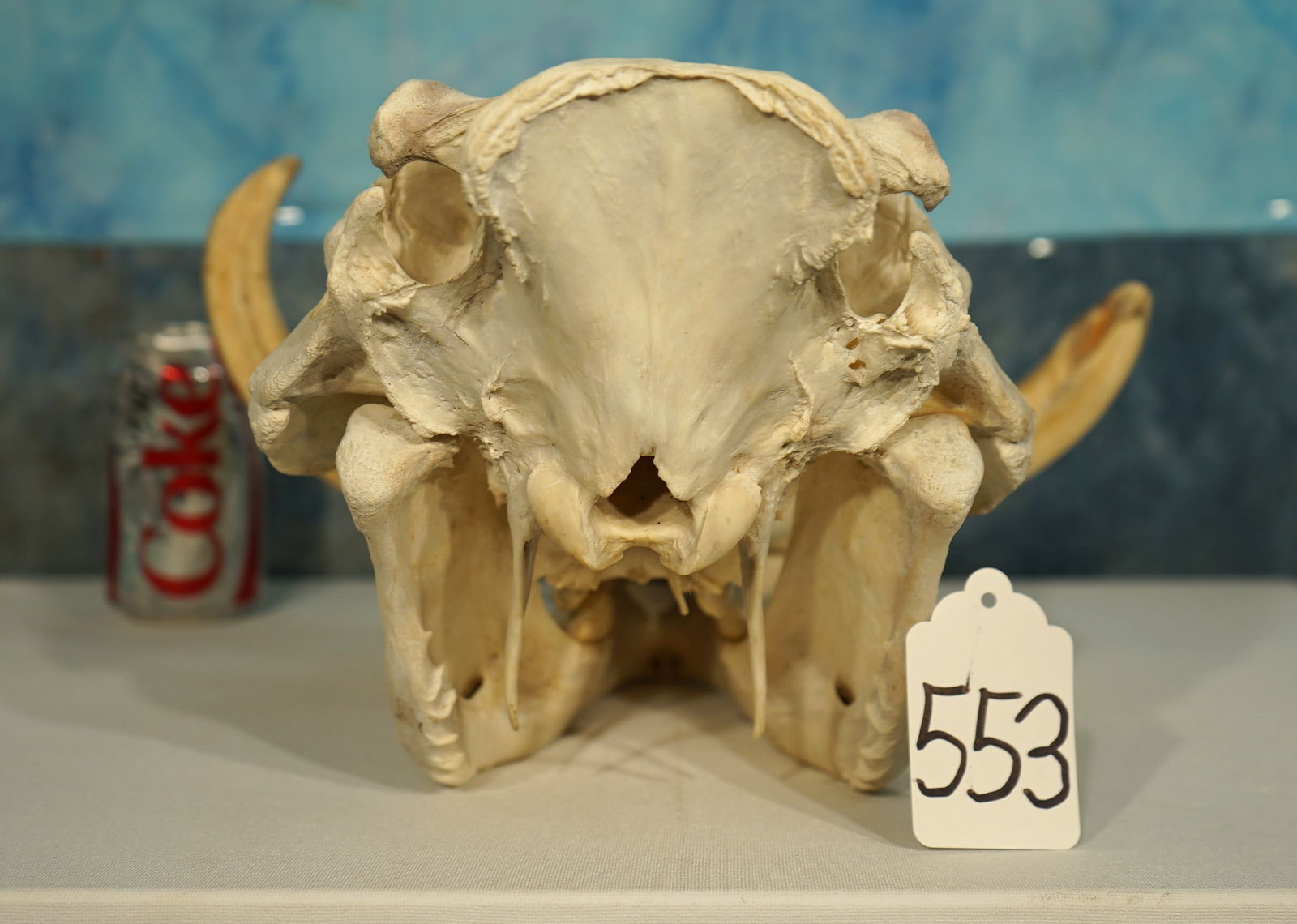 Warthog Boar Complete Skull Taxidermy Auction
