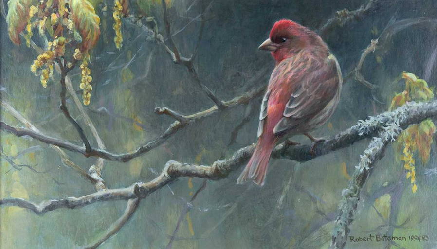 Robert Bateman (1930 ), The Purple Finch