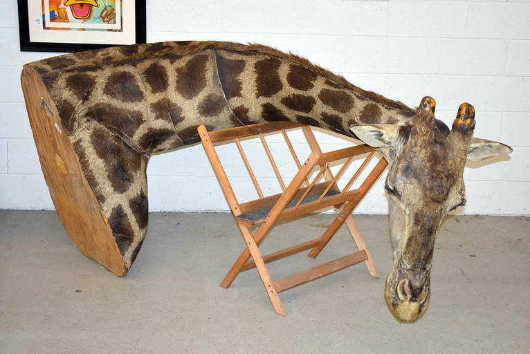 Large African Taxidermy Giraffe Bull Shoulder Mount