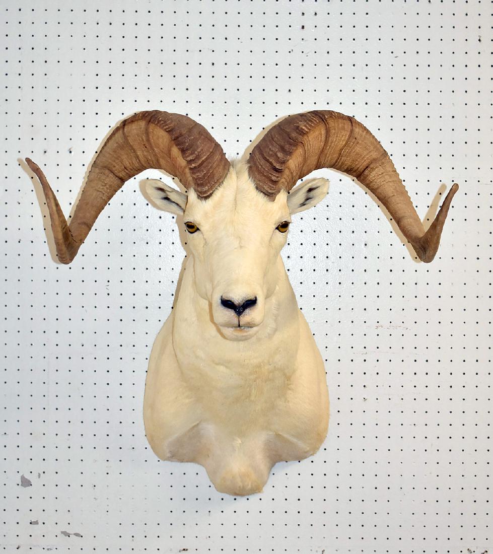 Dall Sheep Shoulder Mount