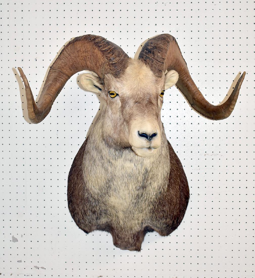Bighorn Sheep Shoulder Mount