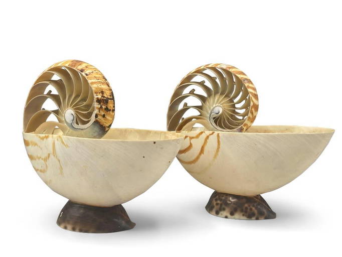 Pair Of Chambered Nautilus Shell Bowls