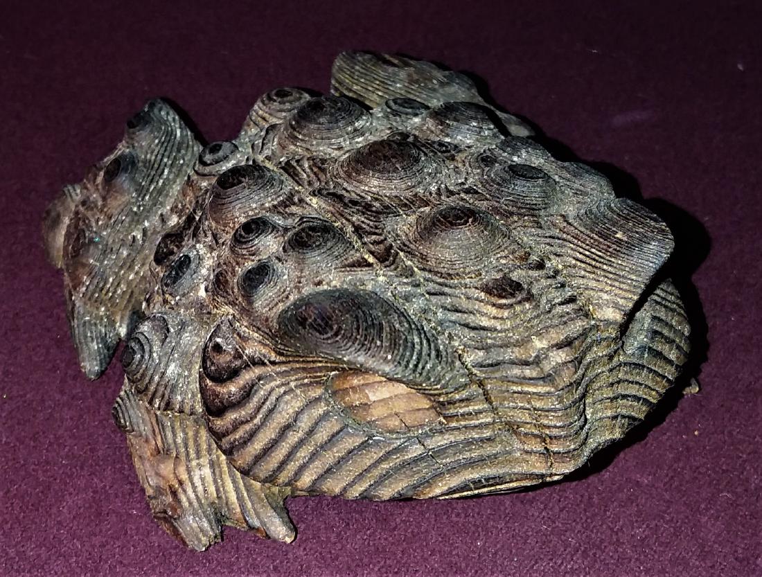 Old Japanese Exotic Wood Toad Carving