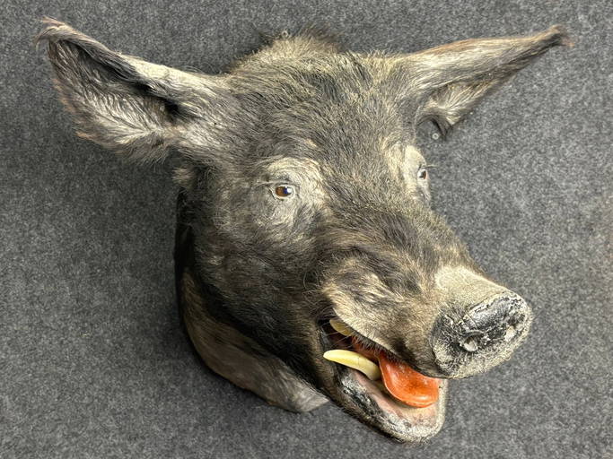 Vintage Black Wild Boar Pig Mount Taxidermy