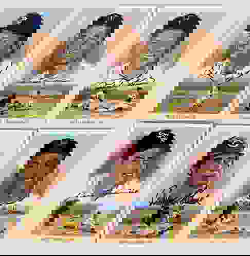 Lot Of 6 Autographed Perez Steele Celebration Cards Auction