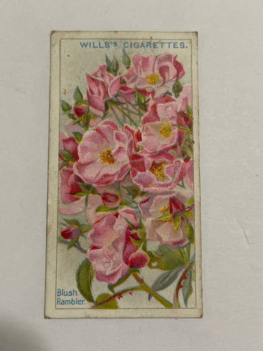 1912 Will's Cigarettes Card Roses Blush Rambler