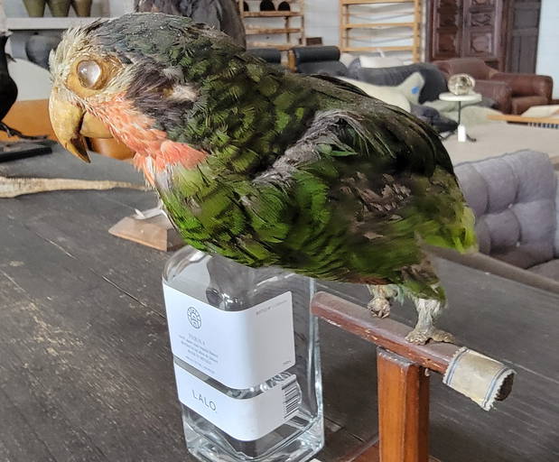Taxidermy Parrot