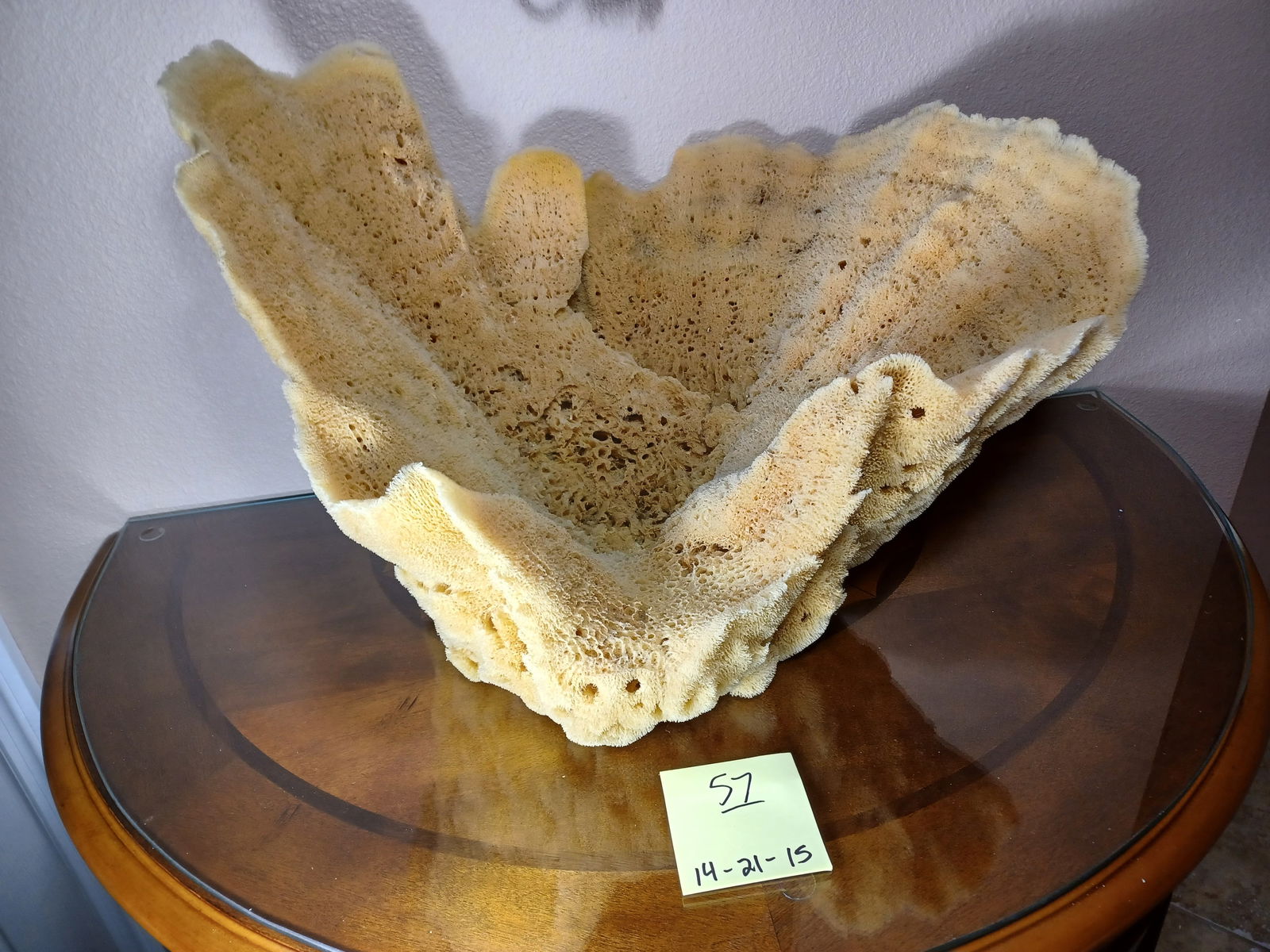 Large Natural Sea Sponge Vase - Jun 10, 2025 | Mama Rose's Treasure Llc ...