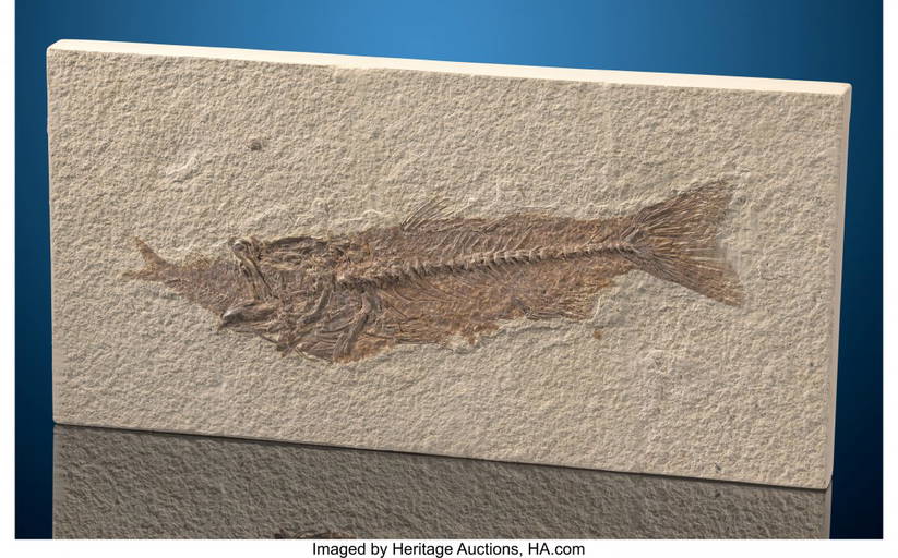 Fossil Fish Aspiration Mioplosus Labracoides And