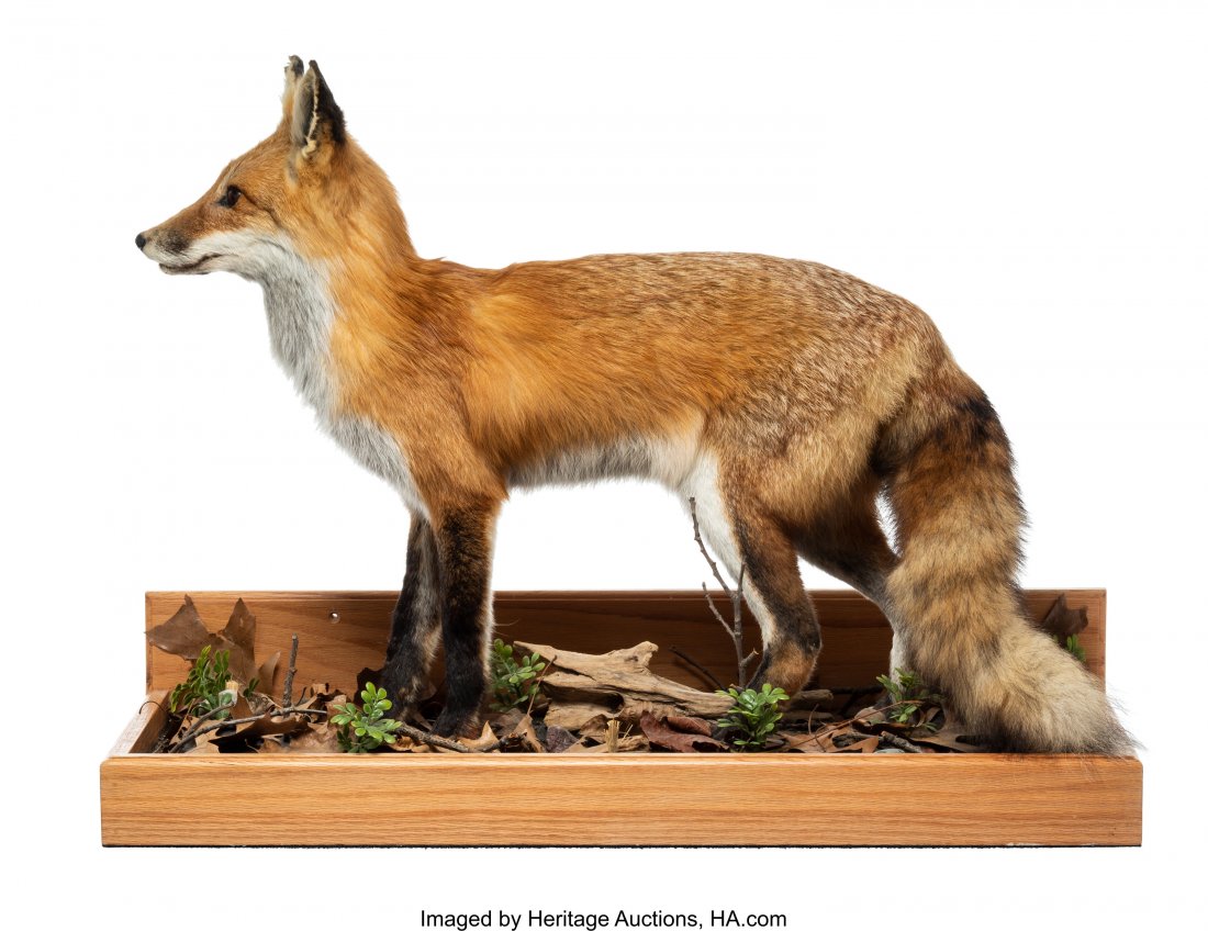 21195: An American Red Fox Full-Body Mount 22-1/2 x 29- - Sep 12, 2019 ...