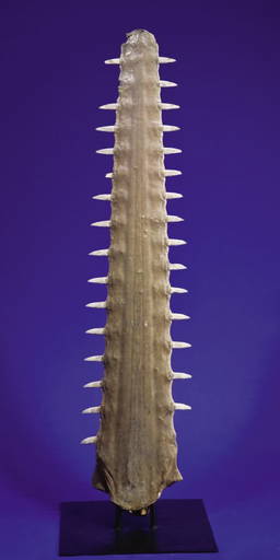 Giant Sawfish Rostrum