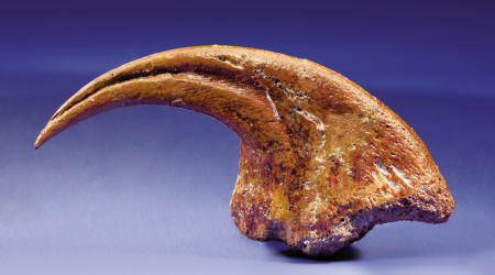 AN EXCEPTIONAL "RAPTOR" CLAW - Jun 08, 2008 | Heritage Auctions in TX