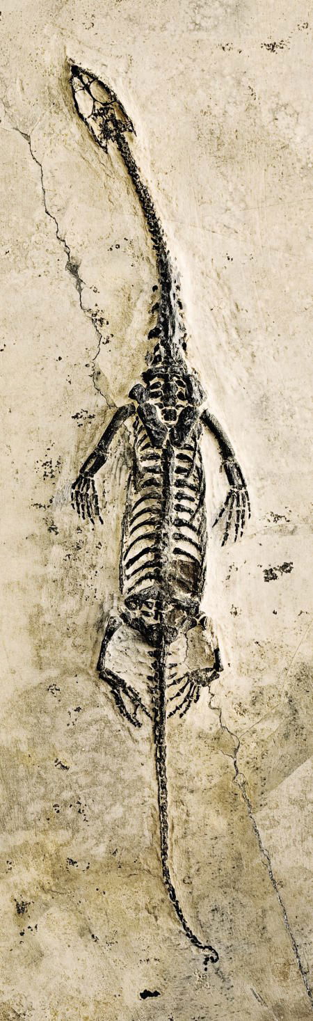 41309: AQUATIC REPTILE FOSSIL Keichousaurus hui Triass