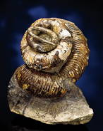 Cretaceous Heteromorph Ammonite Fully Exposed - Oct 22, 2015 | Artemis ...