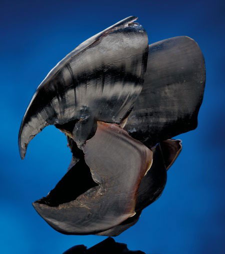 Giant Octopus Beak