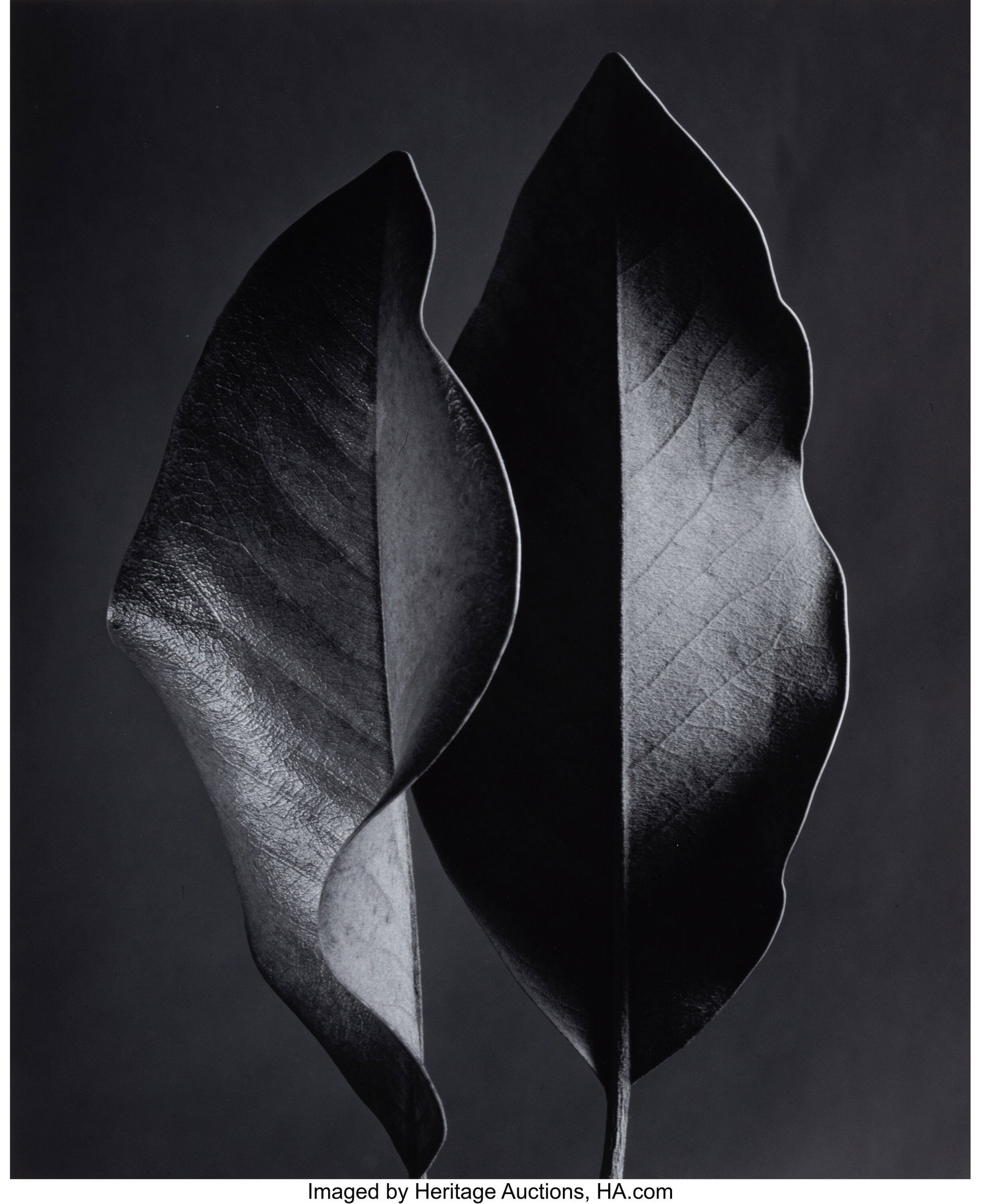 Photographs - #8178 in Dallas, TX starts on 10/1/2024