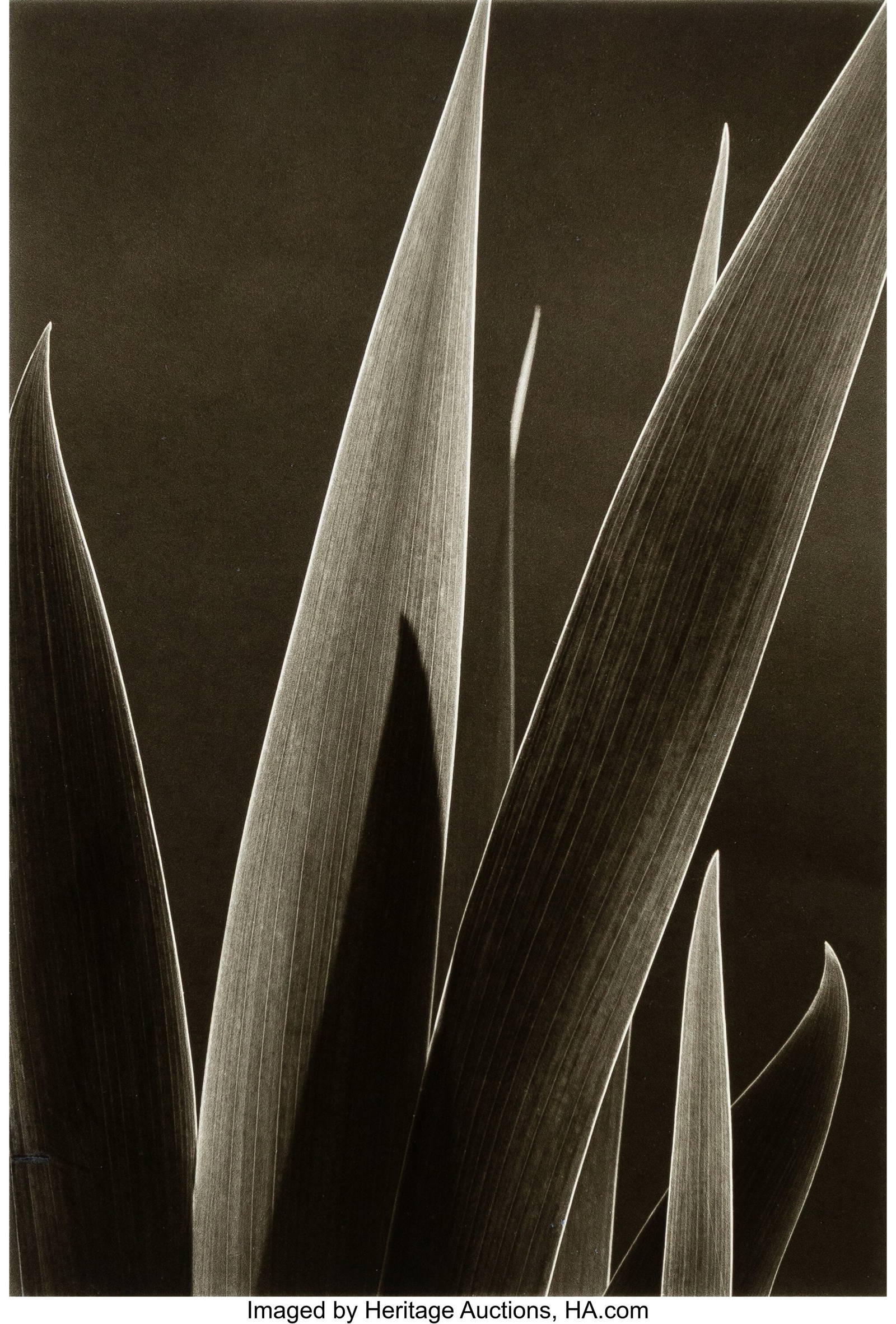 Tom Baril (american, B. 1952) Untitled (leaves), - Jul 09, 2025 ...