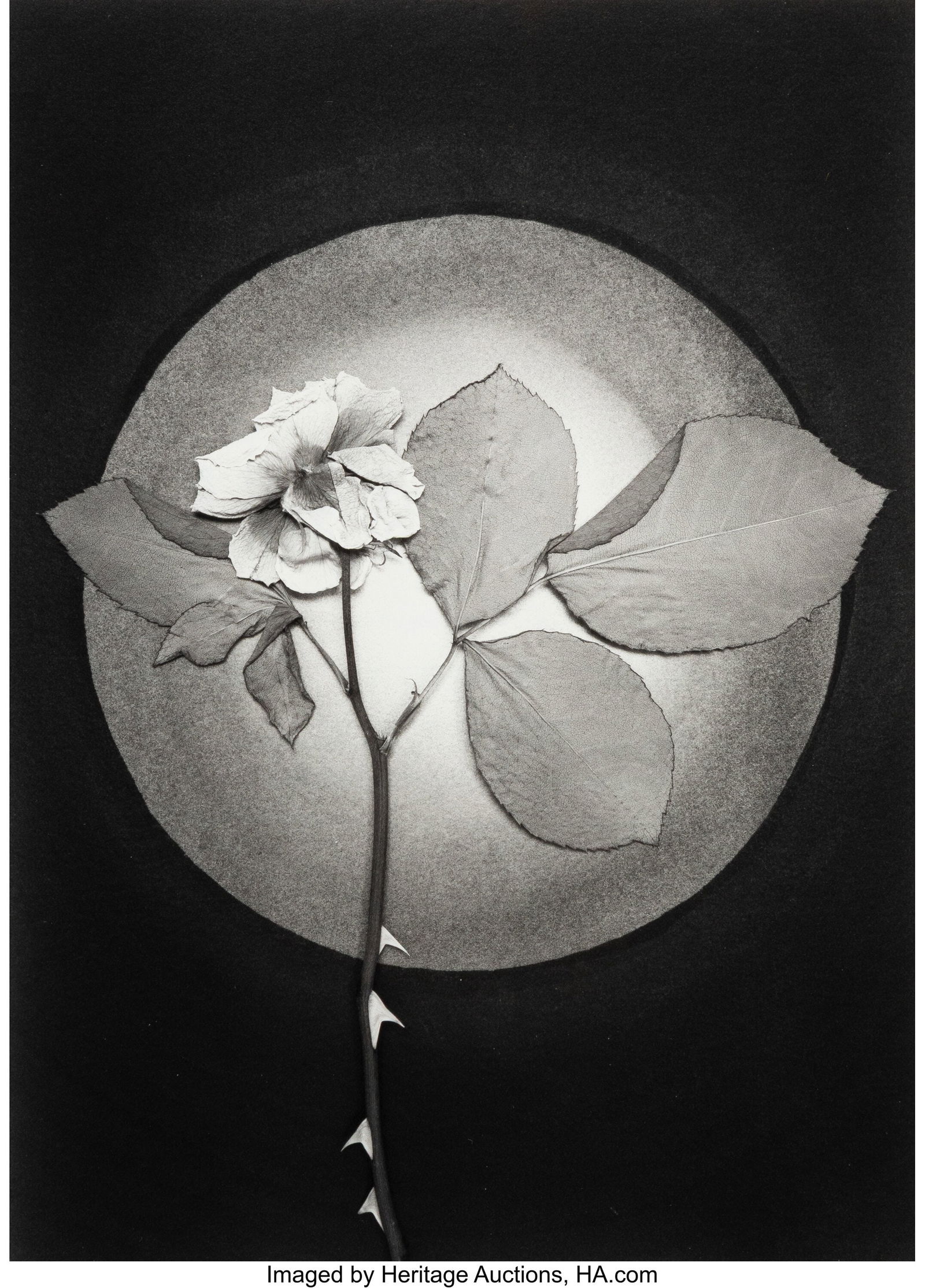 Huntington Witherill (american, B. 1949) Rose, 1 Auction