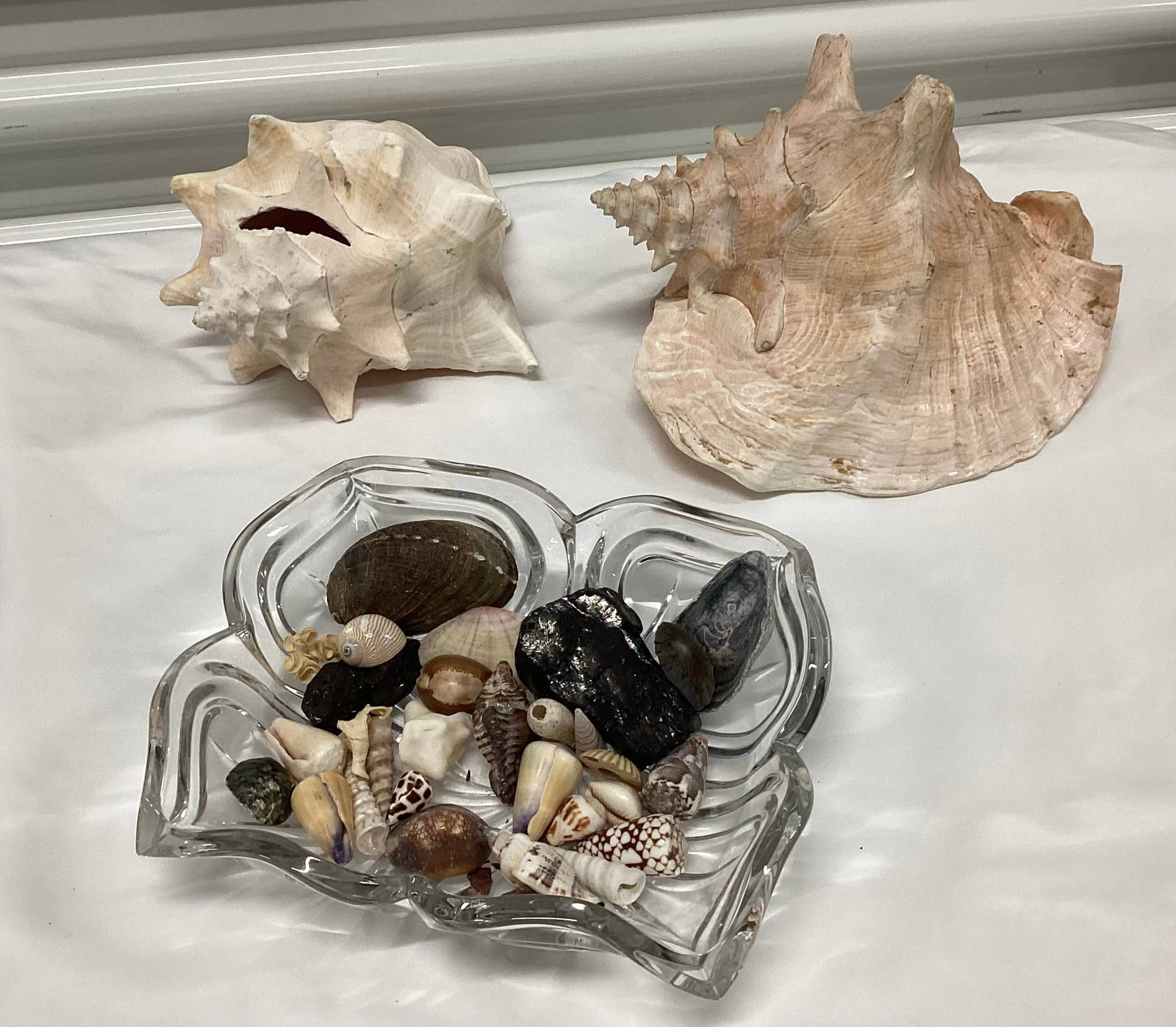 Large Vintage Conch Shells & Seashells Auction