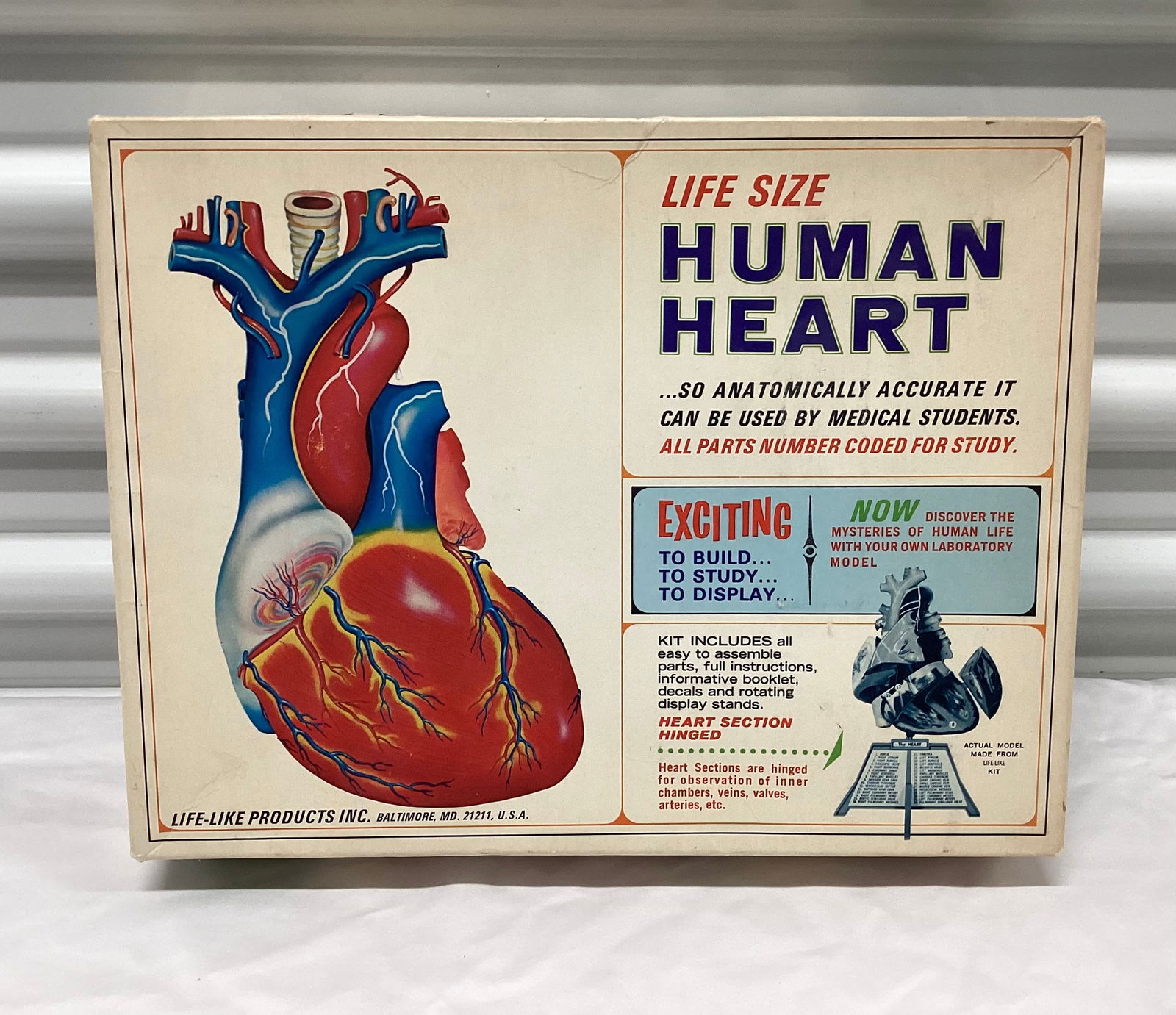 Vintage Life Size Human Heart Model Kit Auction