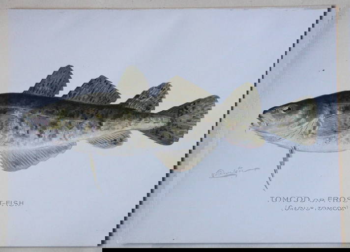Tomcod Or Frost Fish By Sherman Denton 1899