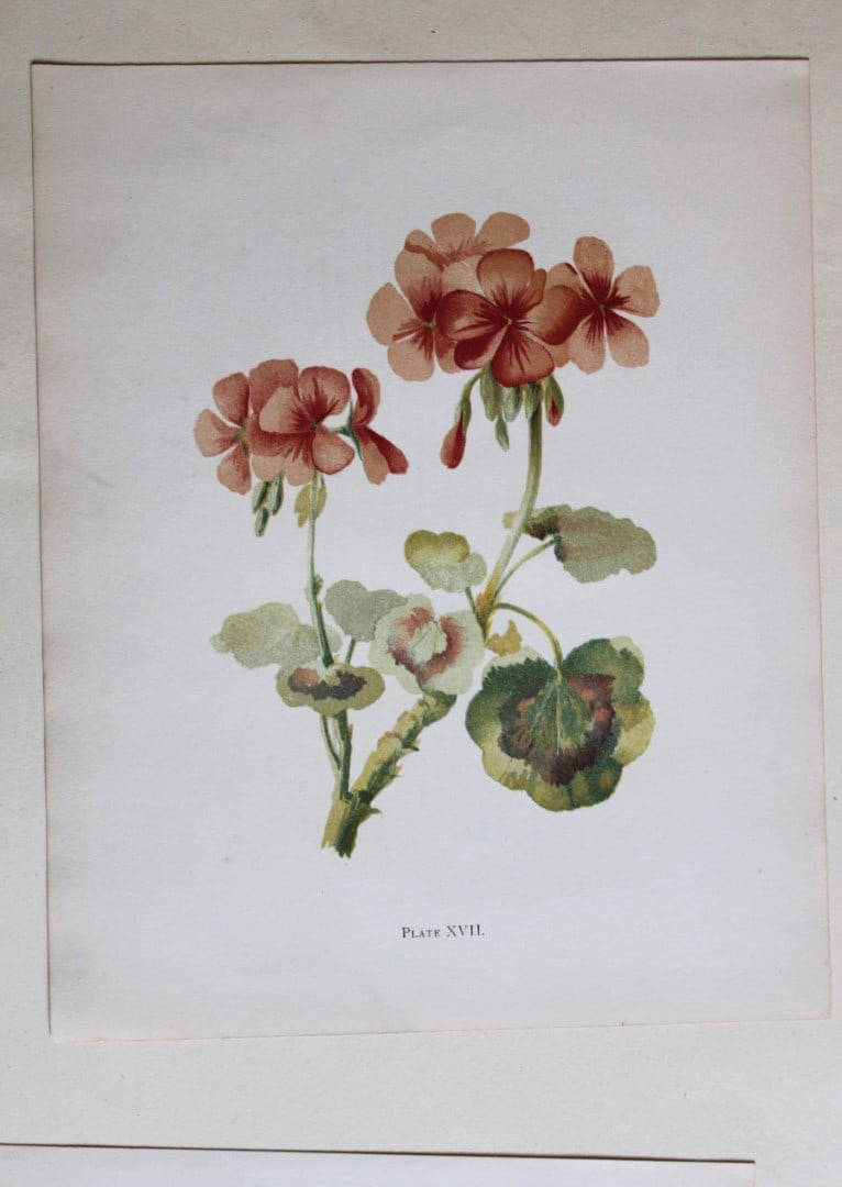 Pink Geranium By Elizabeth Yeats 1898 Auction