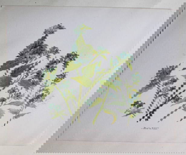 Kalsamet By Elizabeth Yeats 1898