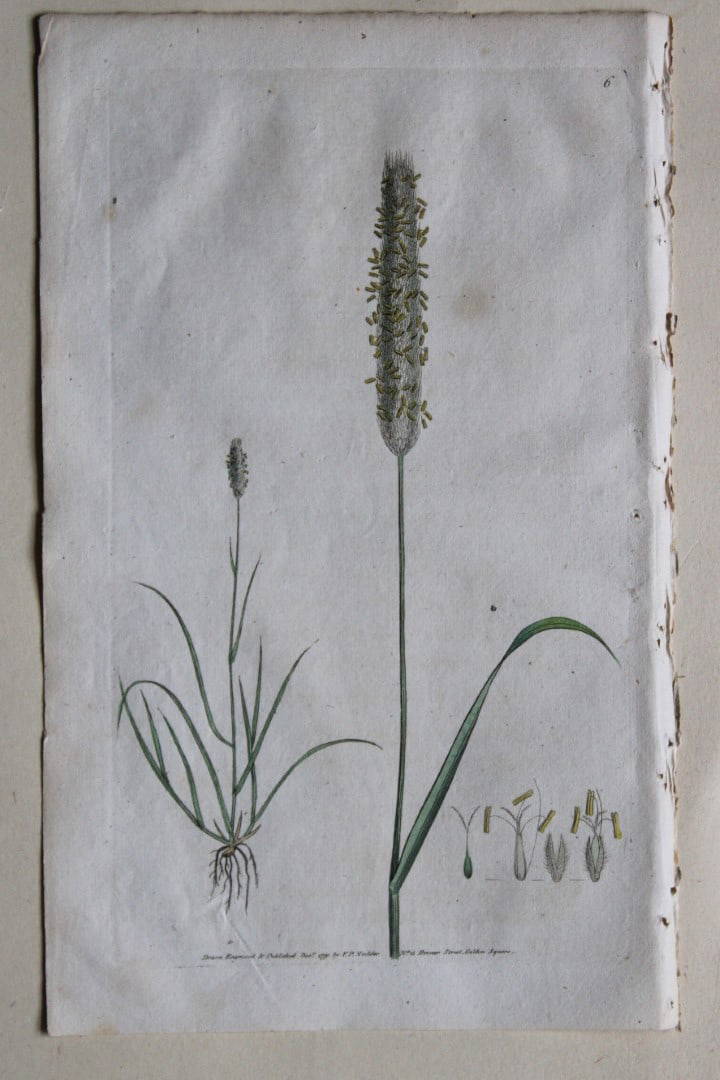 Engraving By Fp Nodder From Flora Rustica 1792 Auction