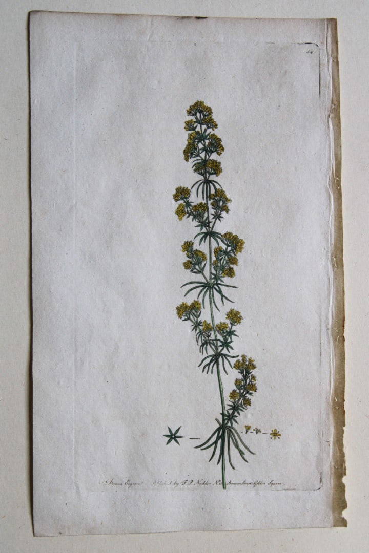 Engraving By Fp Nodder From Flora Rustica 1792 Auction