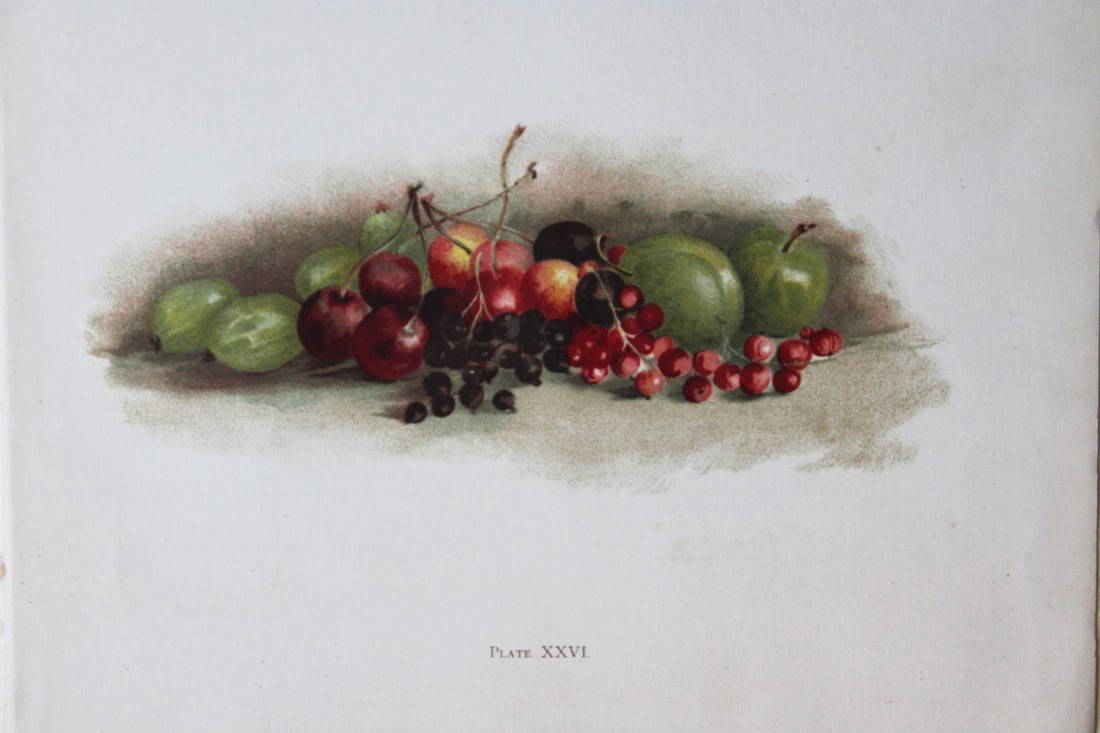 Fruit By Elizabeth Yeats 1898 Auction