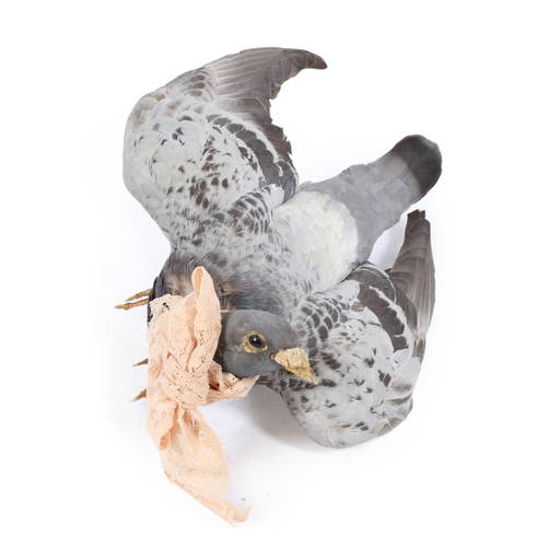 Pigeon Bird Taxidermy Mount With Lace Bow. 8"h X 10"w X 13"d