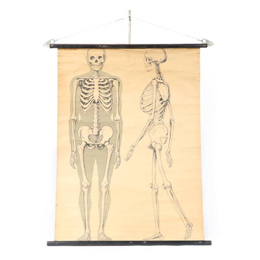 German Skeleton Anatomy Pull Down Medical Teaching Chart Poster. 30 1/2 ...