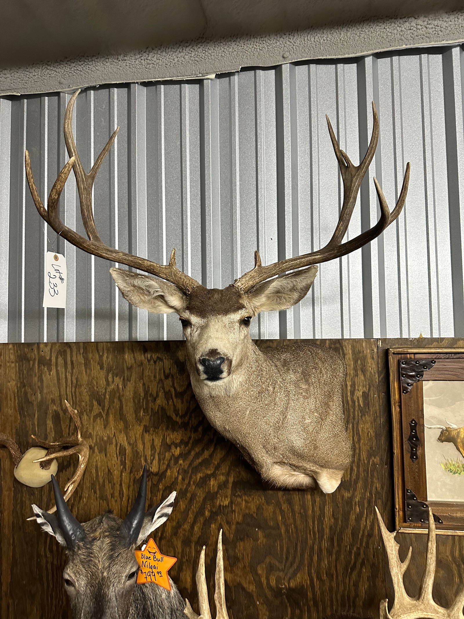 11-point Mule Deer Shoulder Mount Auction